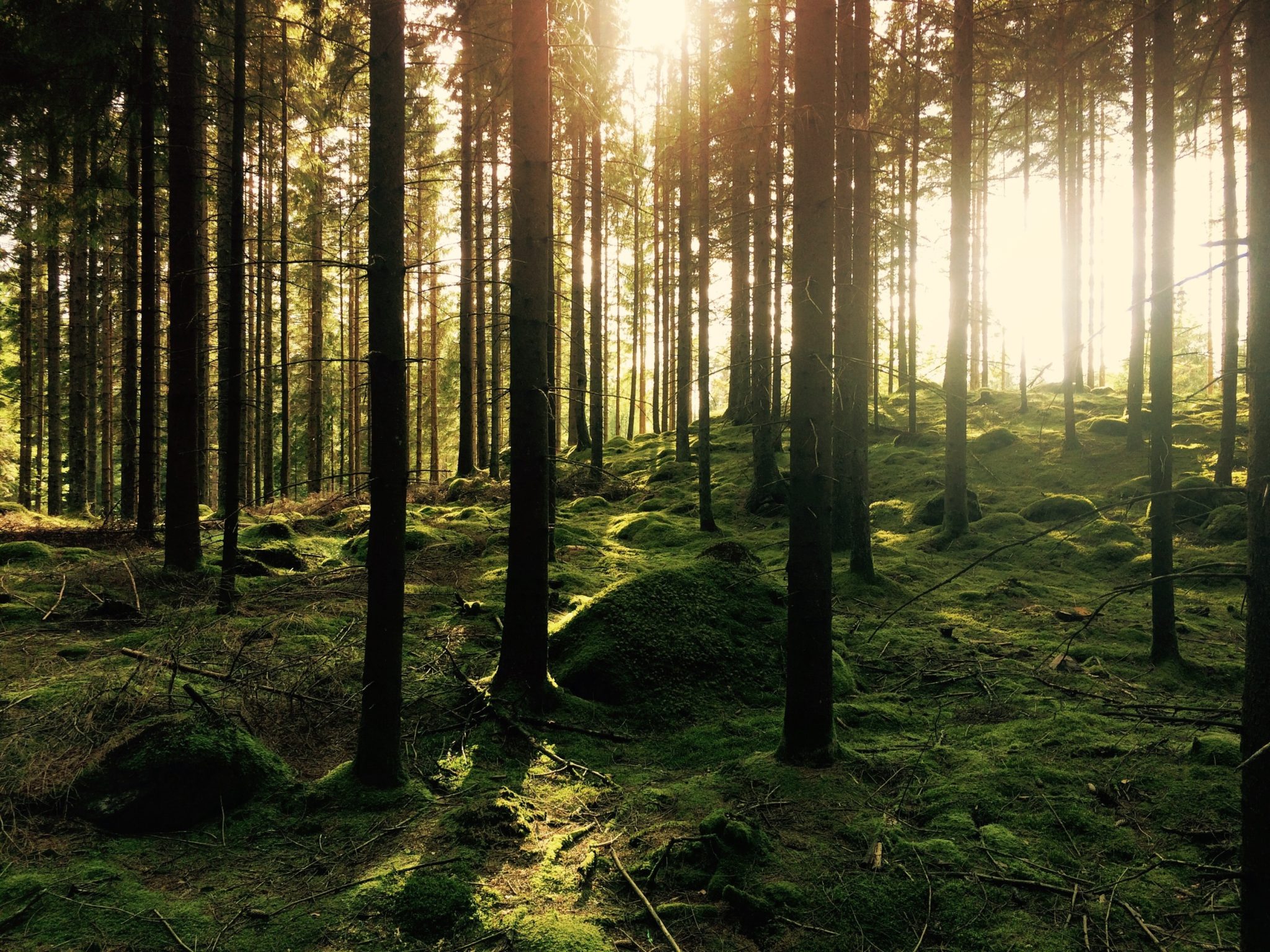 What Did Norse Pagan Sacred Spaces and Altars Look Like?